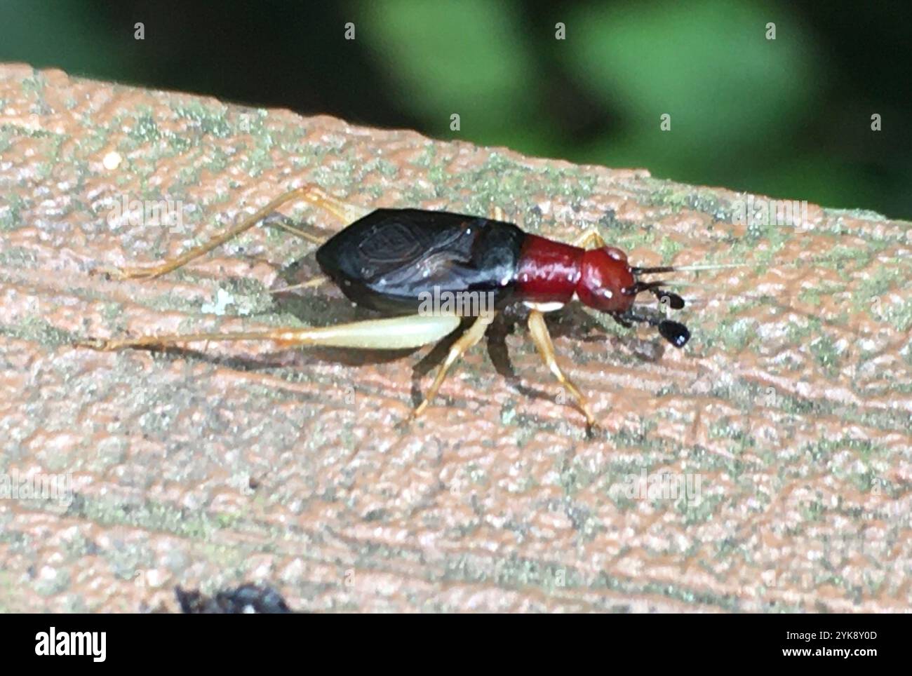Red headed bush cricket hi-res stock photography and images - Alamy