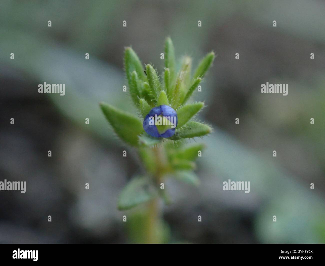 Spring Speedwell (Veronica verna Stock Photo - Alamy