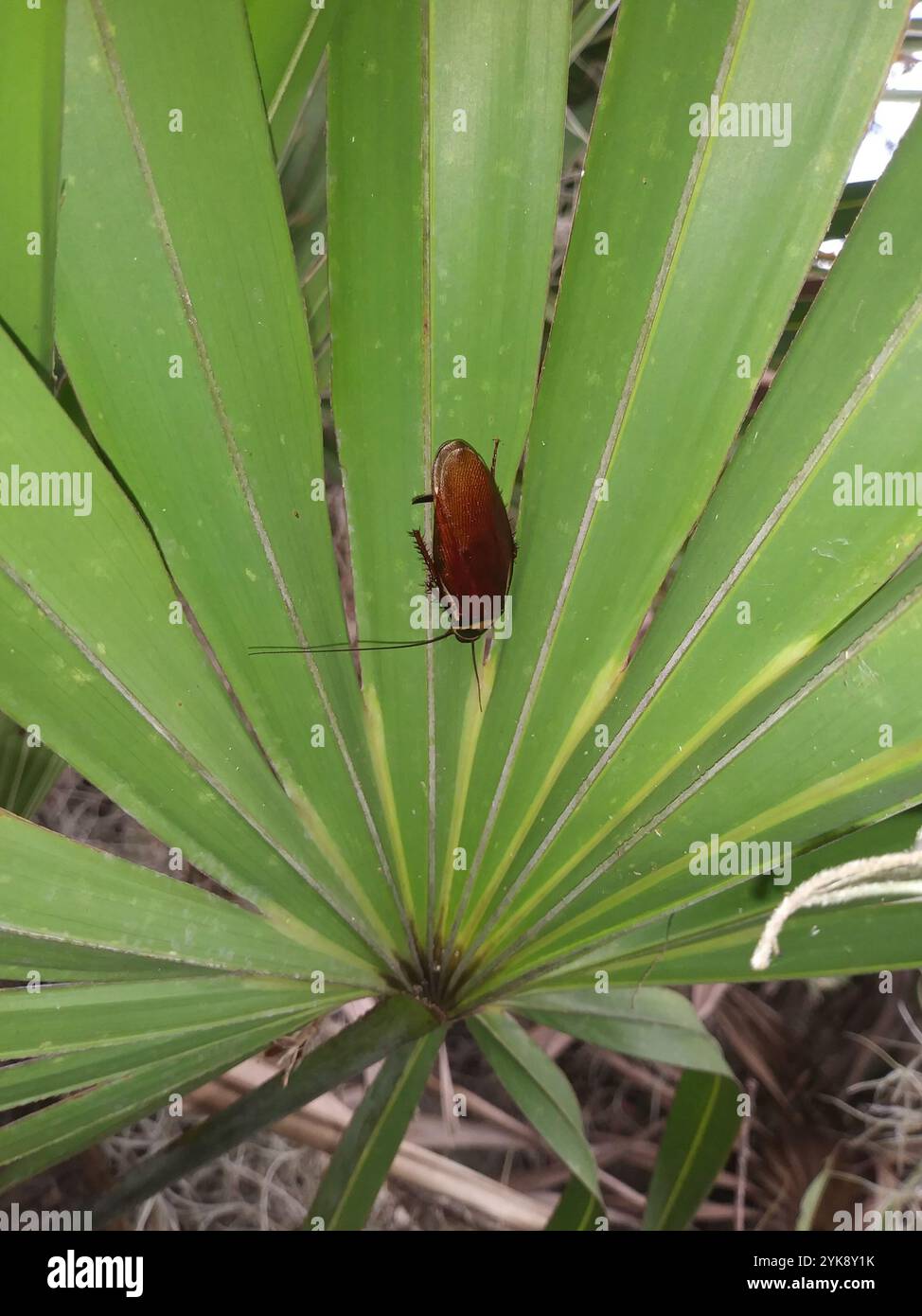 Australian Cockroach (Periplaneta australasiae Stock Photo - Alamy