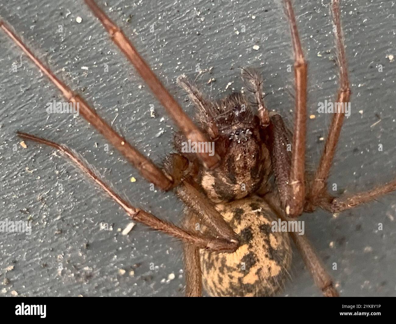 Giant House Spider Complex (Eratigena atrica Stock Photo - Alamy