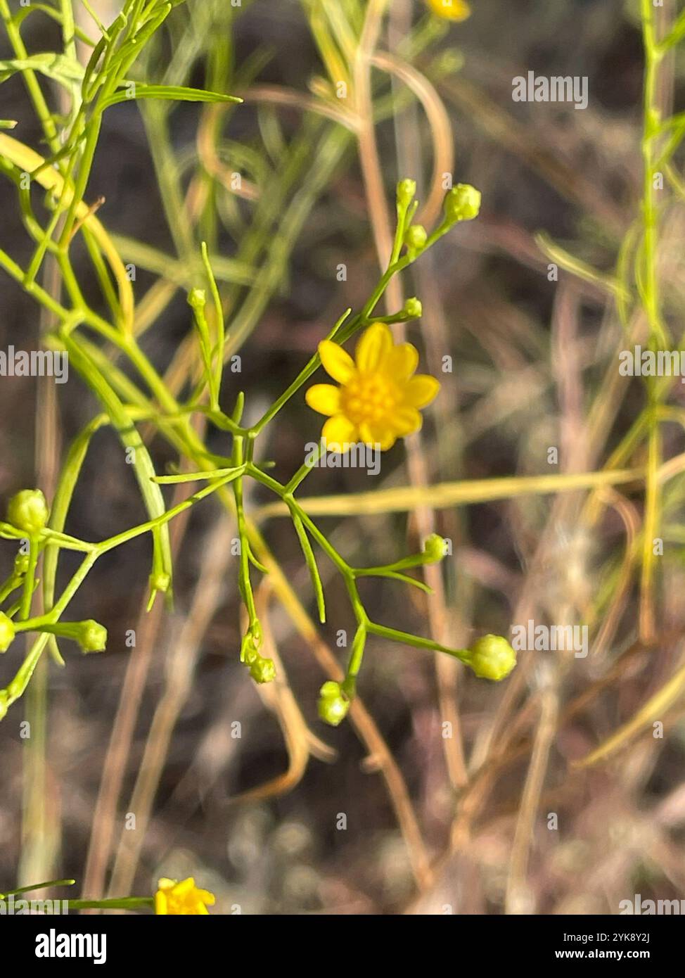 prairie broomweed (Amphiachyris dracunculoides Stock Photo - Alamy