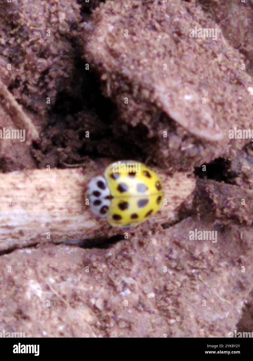22-spot Ladybird (Psyllobora vigintiduopunctata Stock Photo - Alamy