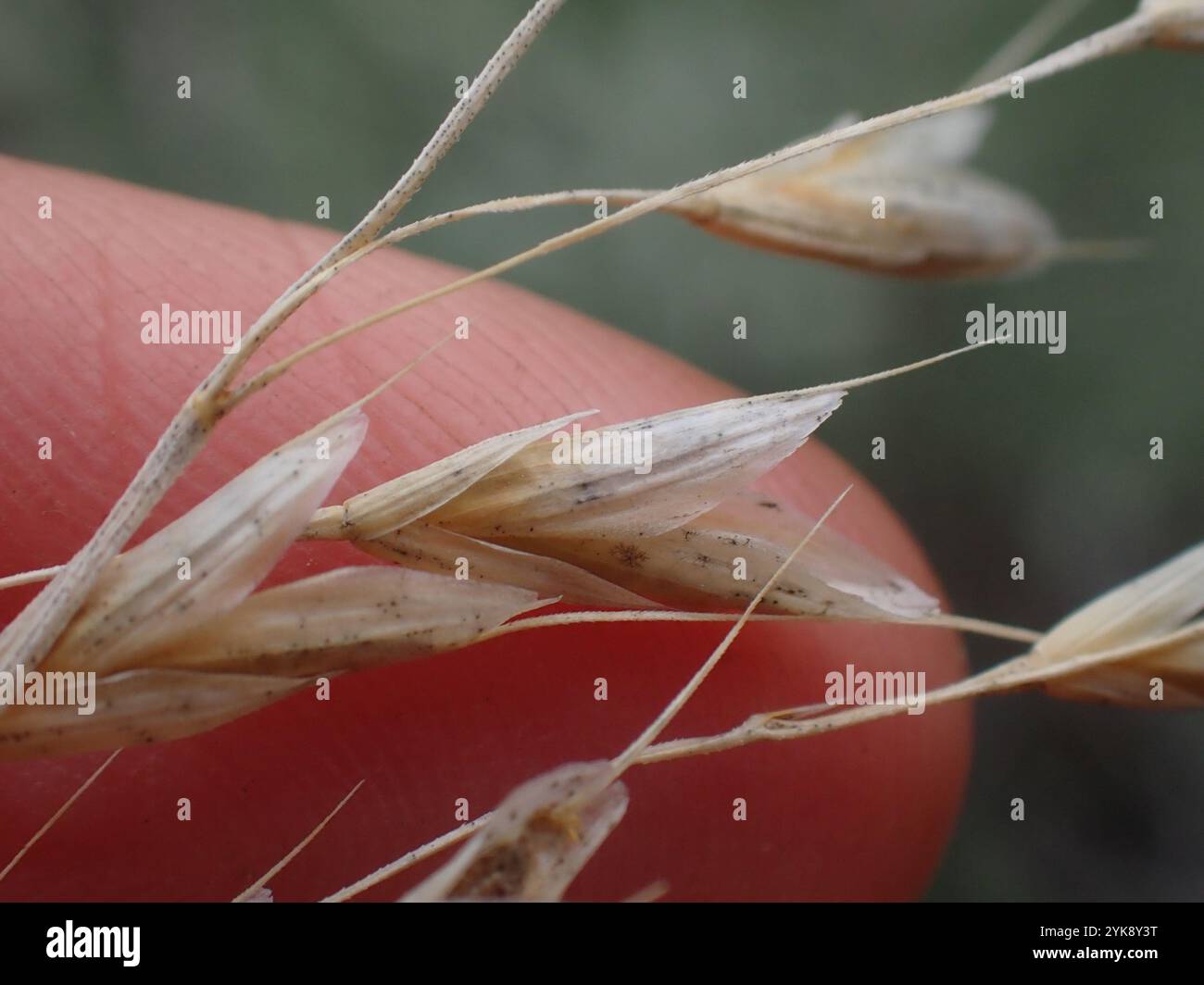 Japanese brome (Bromus japonicus Stock Photo - Alamy
