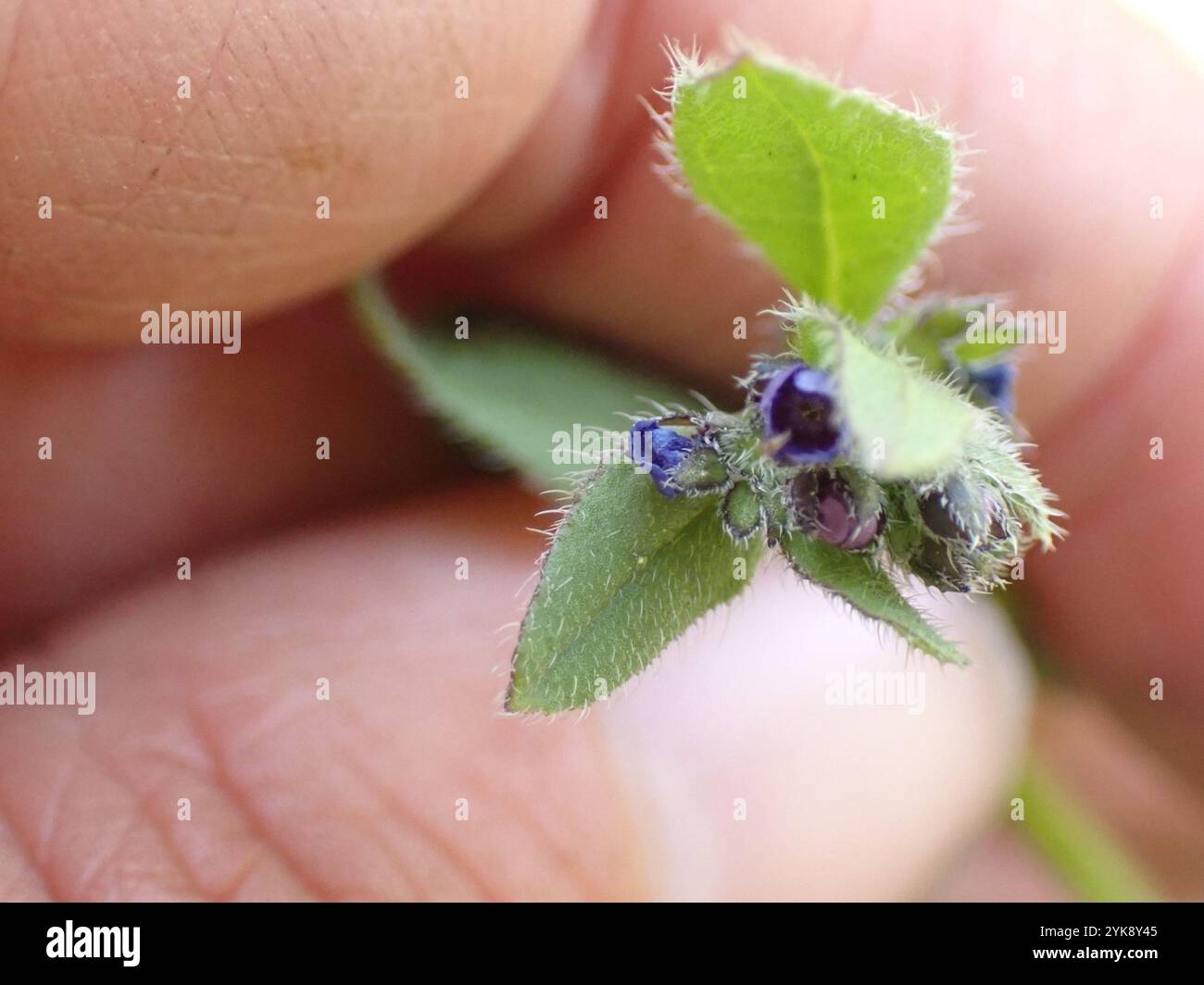 Asperugo procumbens hi-res stock photography and images - Alamy