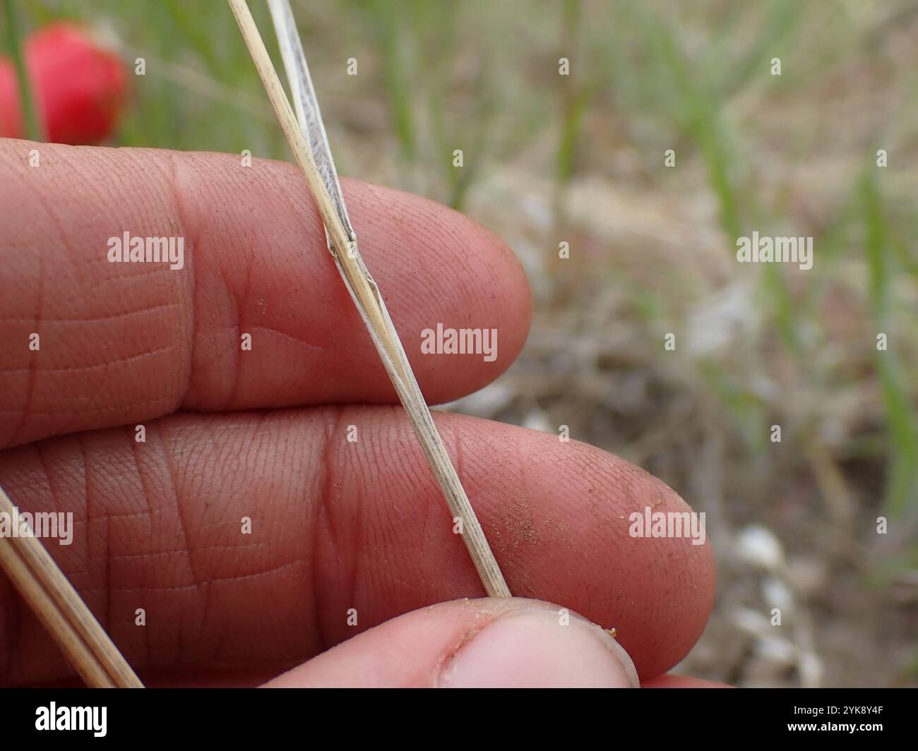 Japanese brome (Bromus japonicus Stock Photo - Alamy