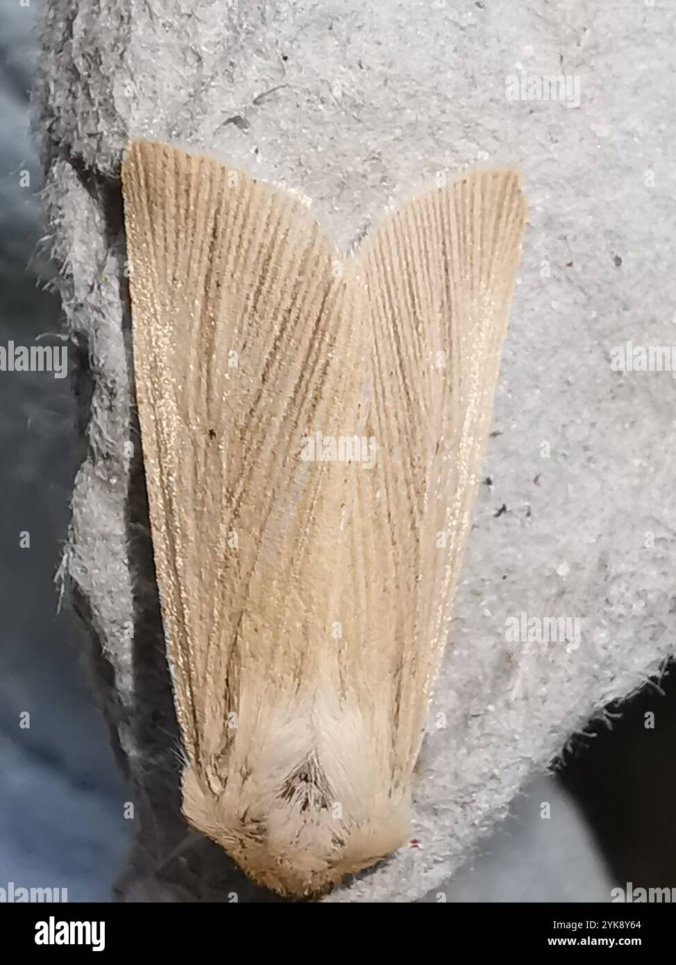 Common Wainscot (Mythimna pallens Stock Photo - Alamy