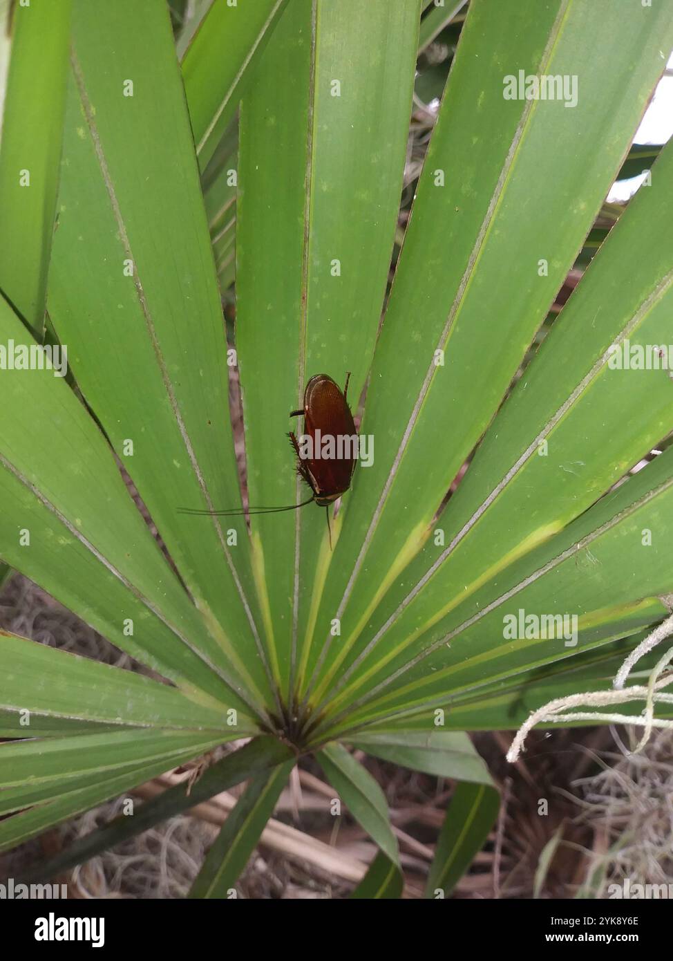 Australian Cockroach (Periplaneta australasiae Stock Photo - Alamy