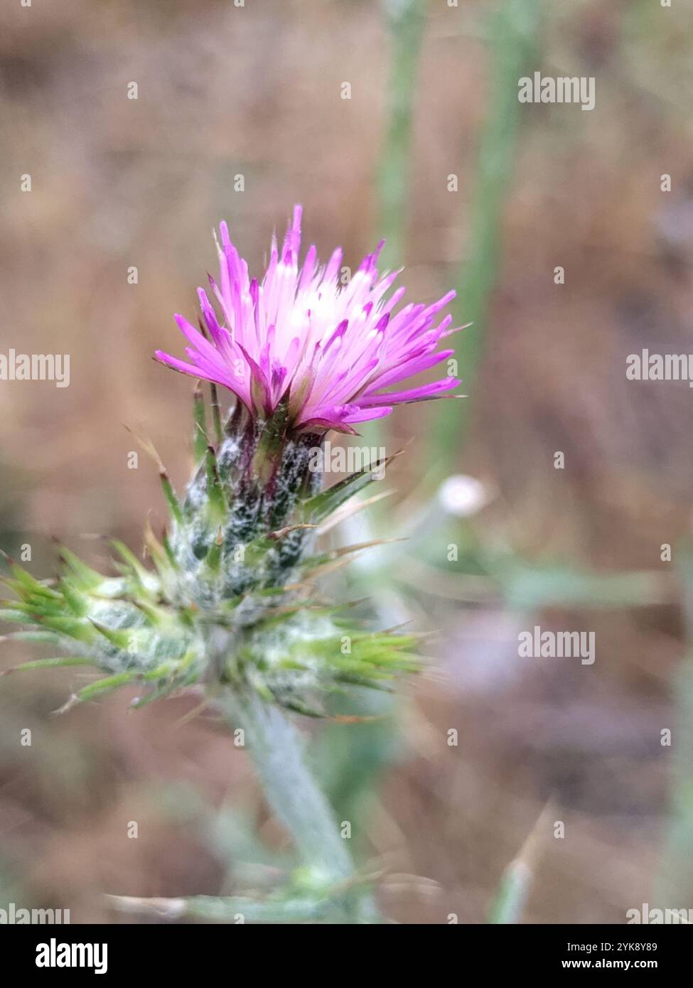 Italian thistle (Carduus pycnocephalus Stock Photo - Alamy