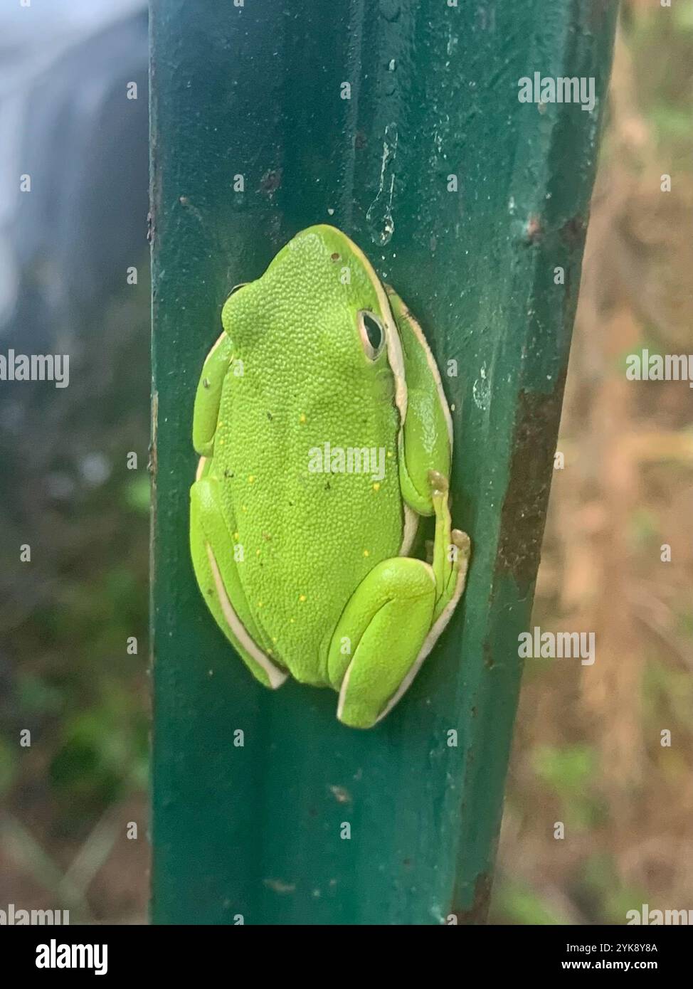 Green Treefrog (Hyla cinerea Stock Photo - Alamy