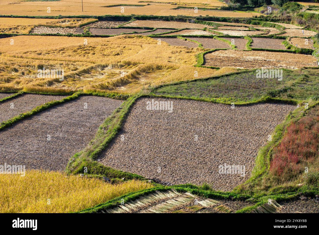 Rice (paddy) fields in different stages of harvesting, Paro – Thimphu ...