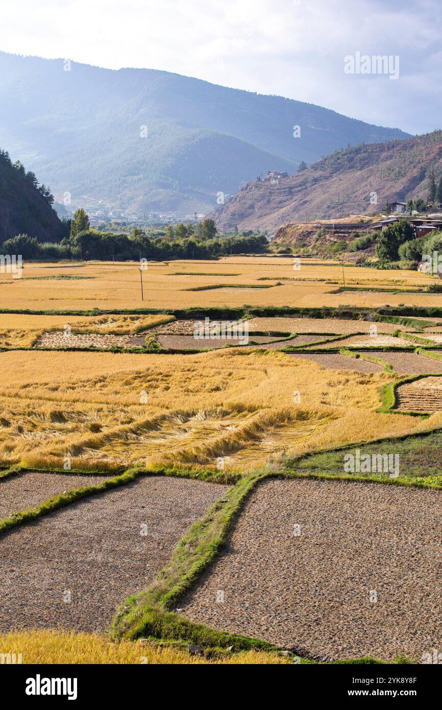 Rice (paddy) fields in different stages of harvesting, Paro – Thimphu ...