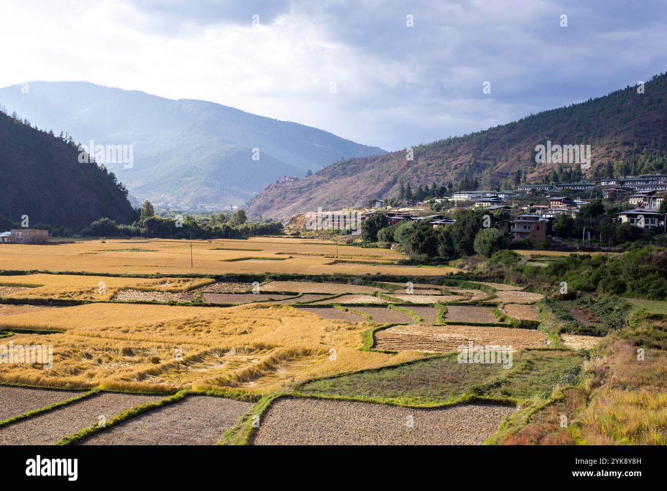 Rice (paddy) fields in different stages of harvesting, Paro – Thimphu ...