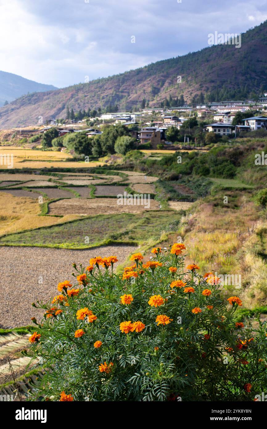 Rice (paddy) fields in different stages of harvesting, Paro – Thimphu ...