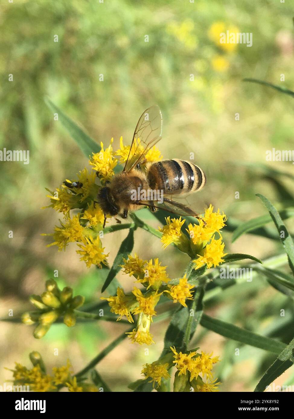 Western Honey Bee (Apis mellifera Stock Photo - Alamy