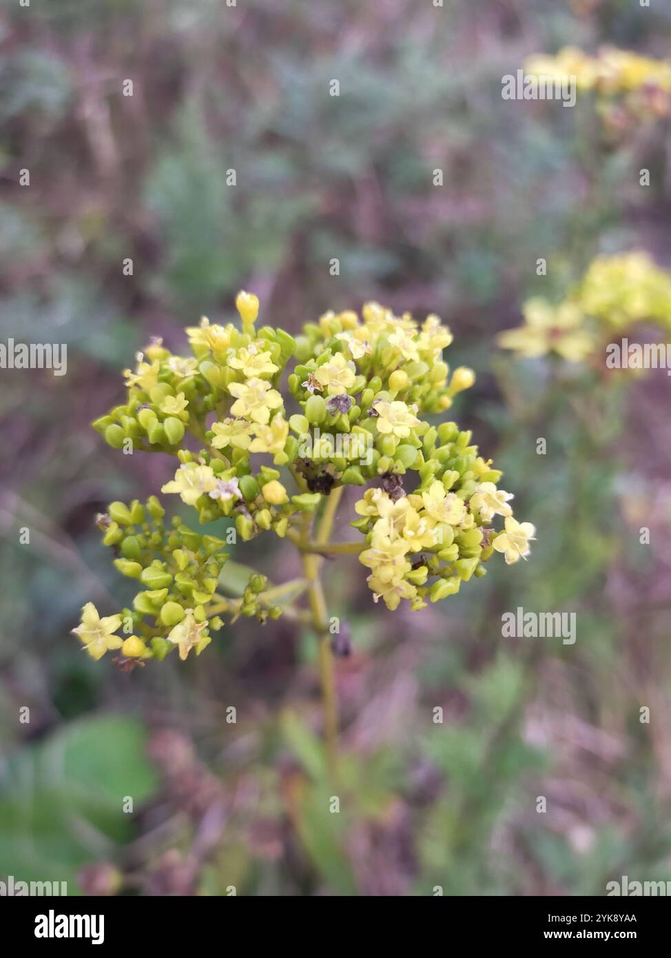 Patrinia scabiosifolia hi-res stock photography and images - Alamy