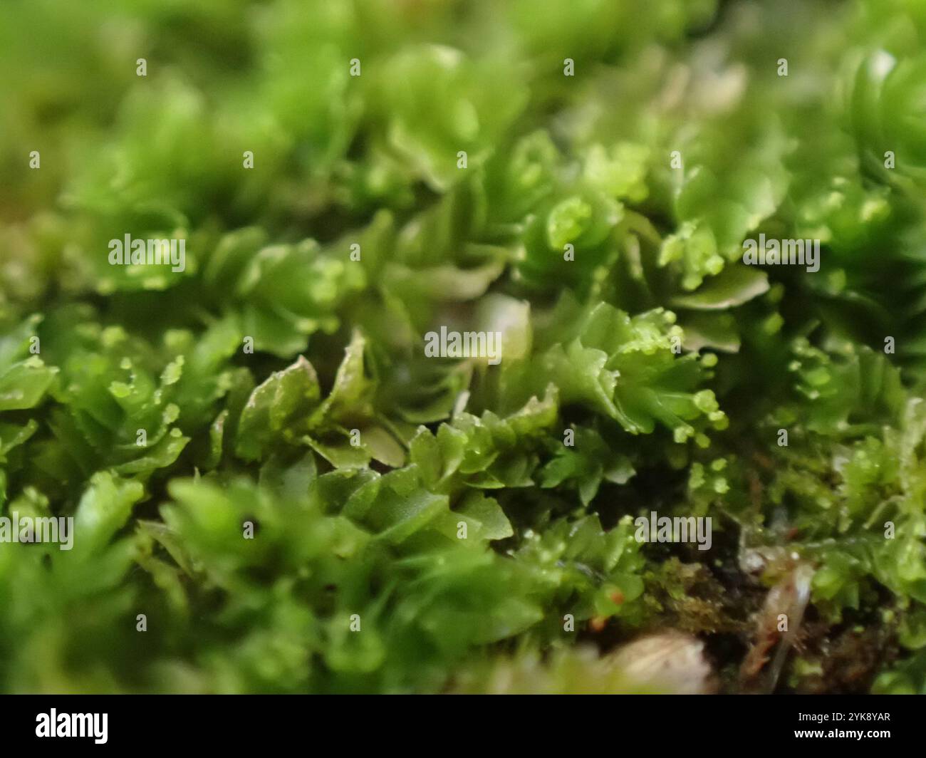 Droplet Notchwort (Lophozia guttulata Stock Photo - Alamy