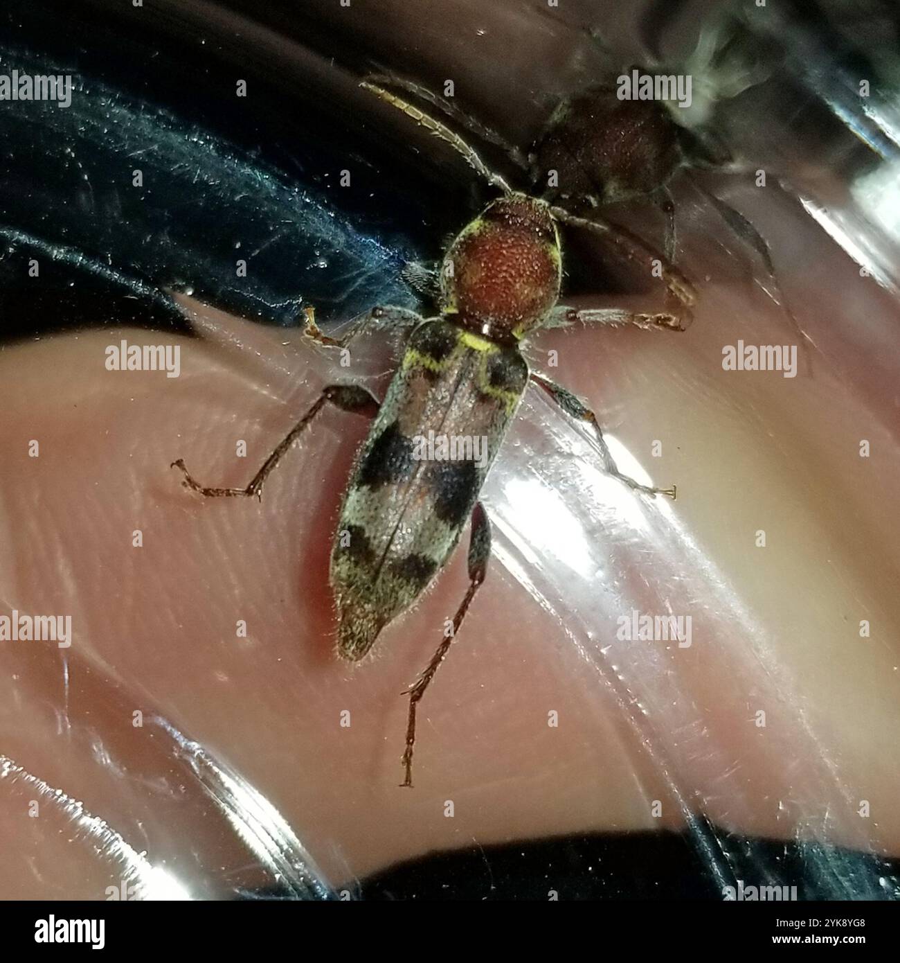 Rustic Borer (Xylotrechus colonus Stock Photo - Alamy