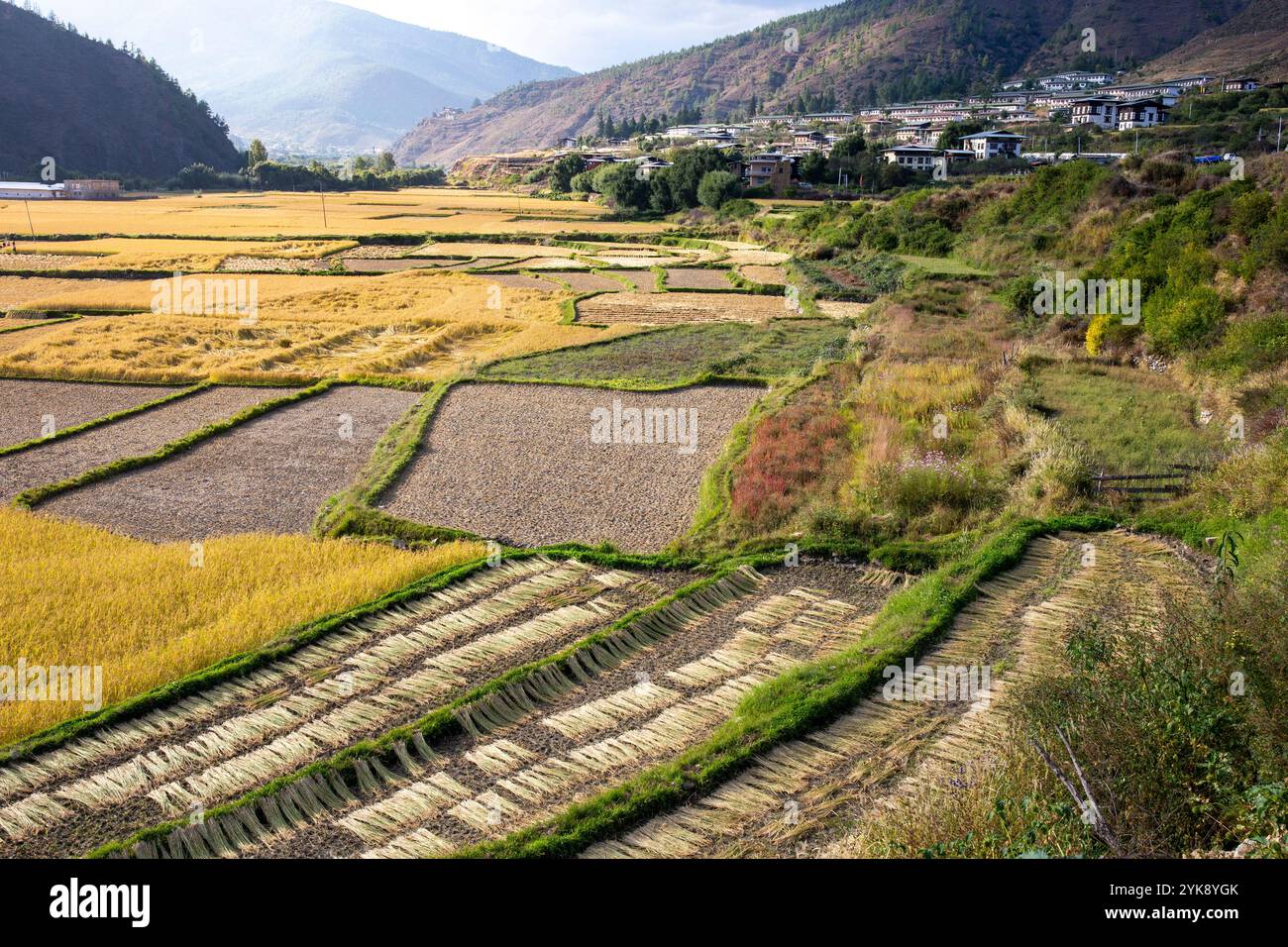 Rice (paddy) fields in different stages of harvesting, Paro – Thimphu ...