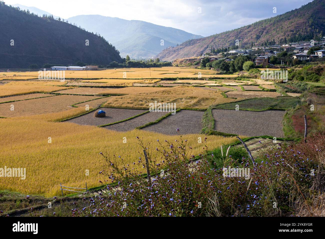 Stages of rice harvest hi-res stock photography and images - Alamy