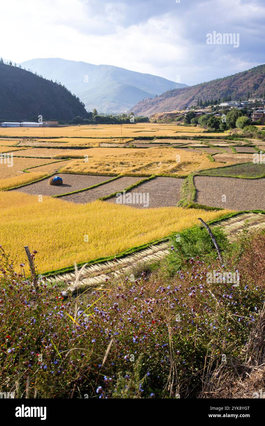Rice (paddy) fields in different stages of harvesting, Paro – Thimphu ...