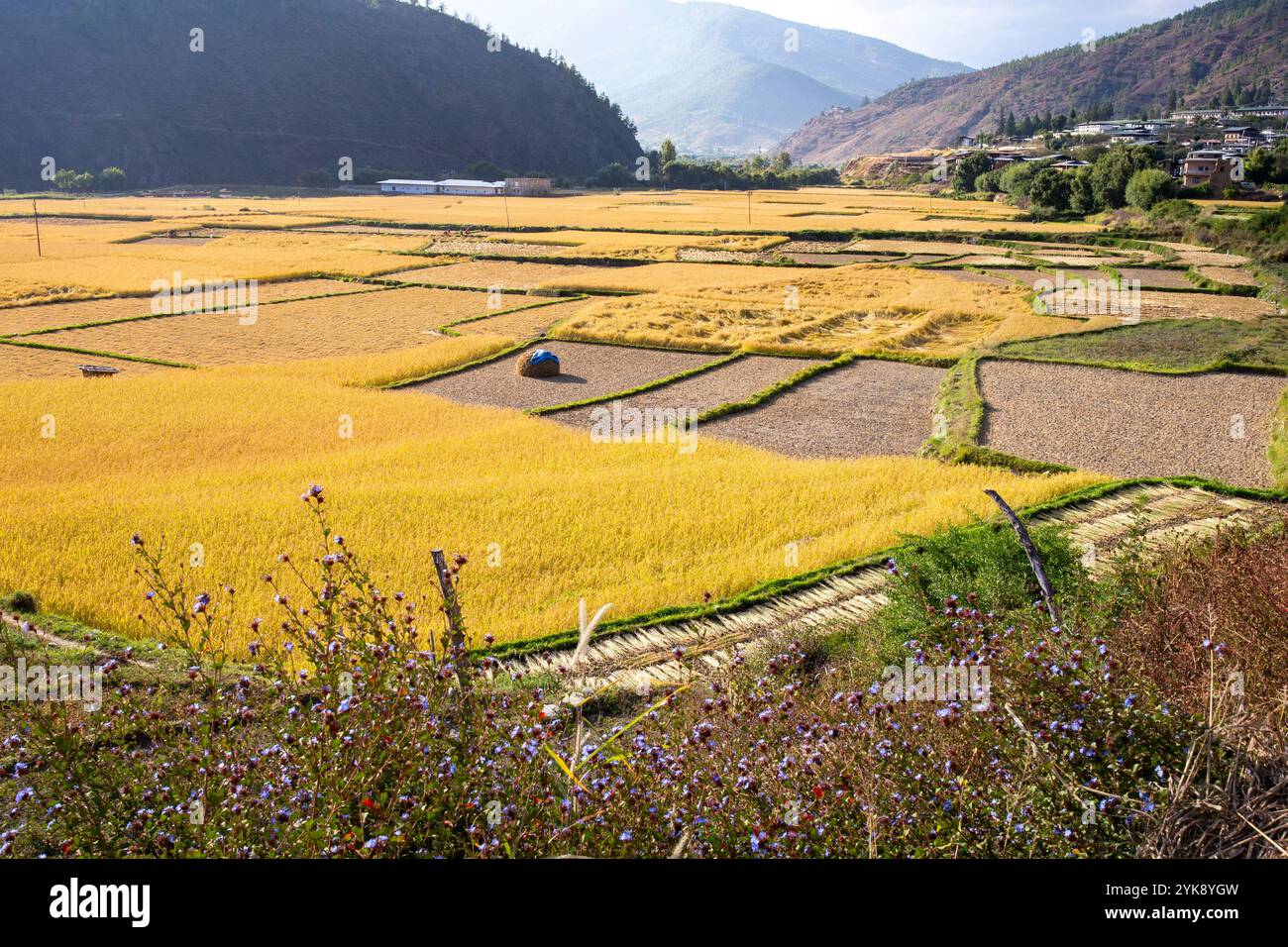 Rice (paddy) fields in different stages of harvesting, Paro – Thimphu ...