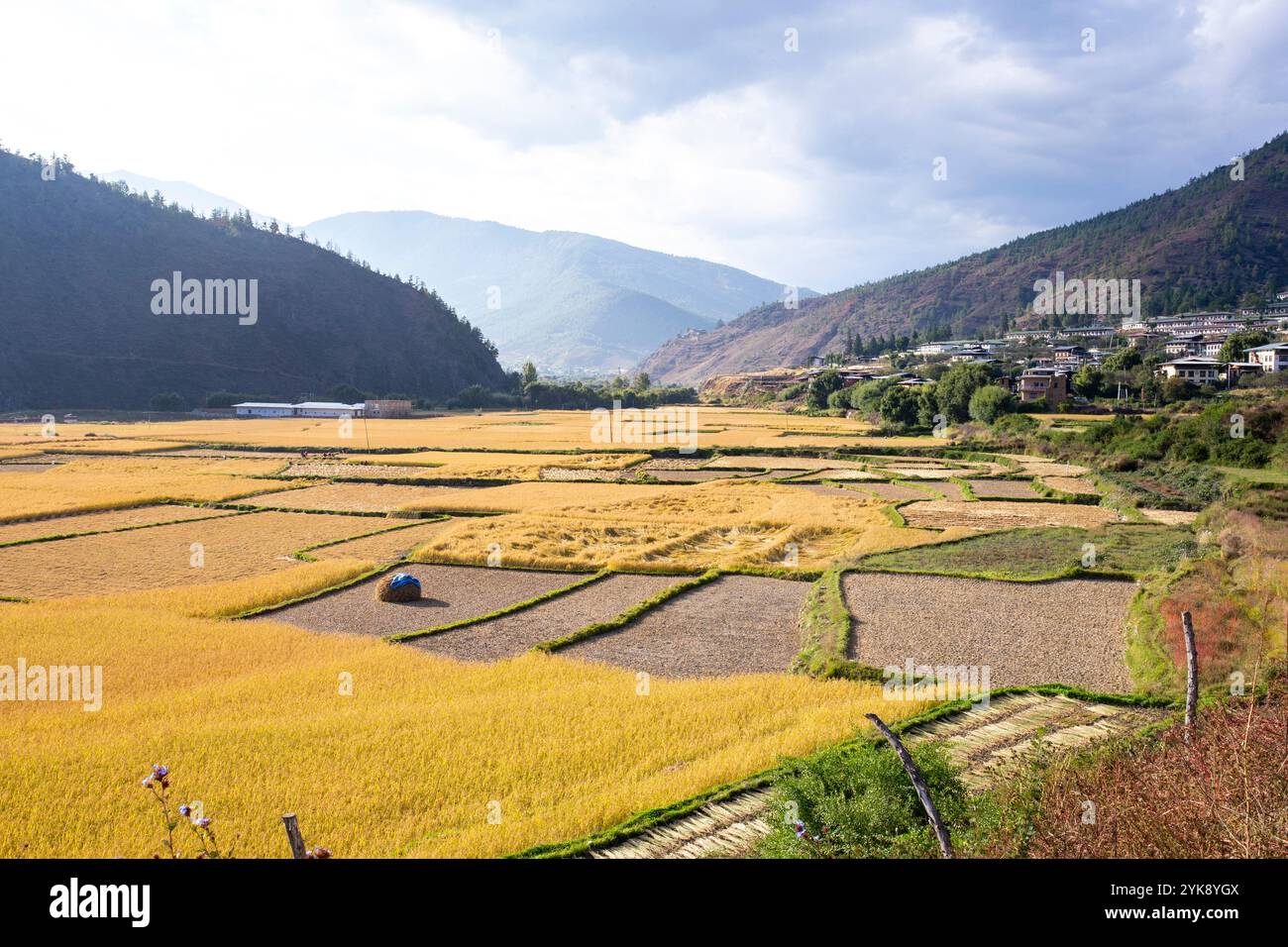 Rice (paddy) fields in different stages of harvesting, Paro – Thimphu ...