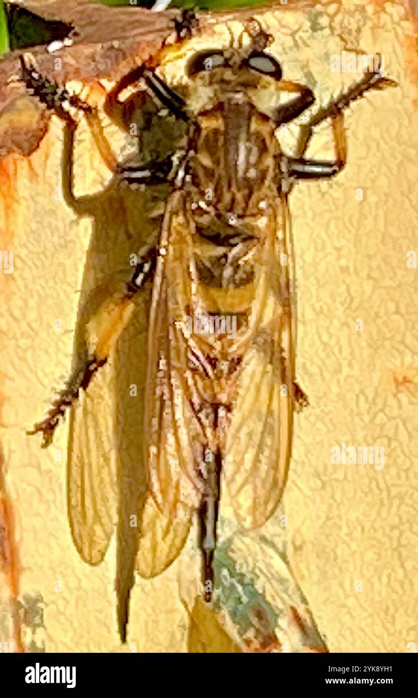 Red-footed Cannibal Fly (Promachus rufipes Stock Photo - Alamy