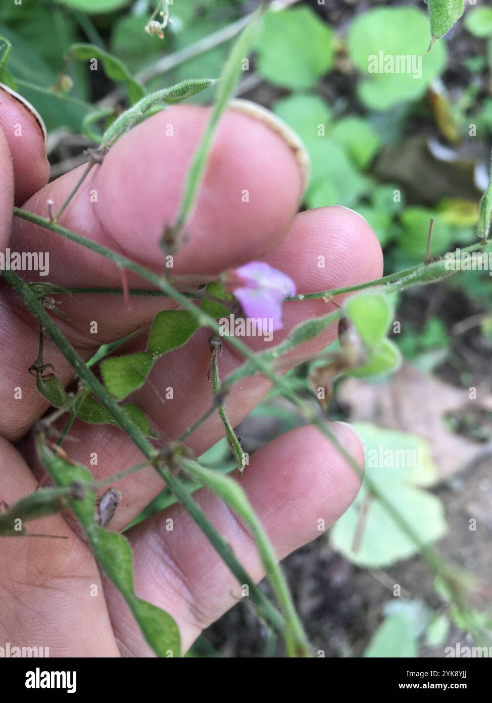 perplexed tick-trefoil (Desmodium perplexum Stock Photo - Alamy