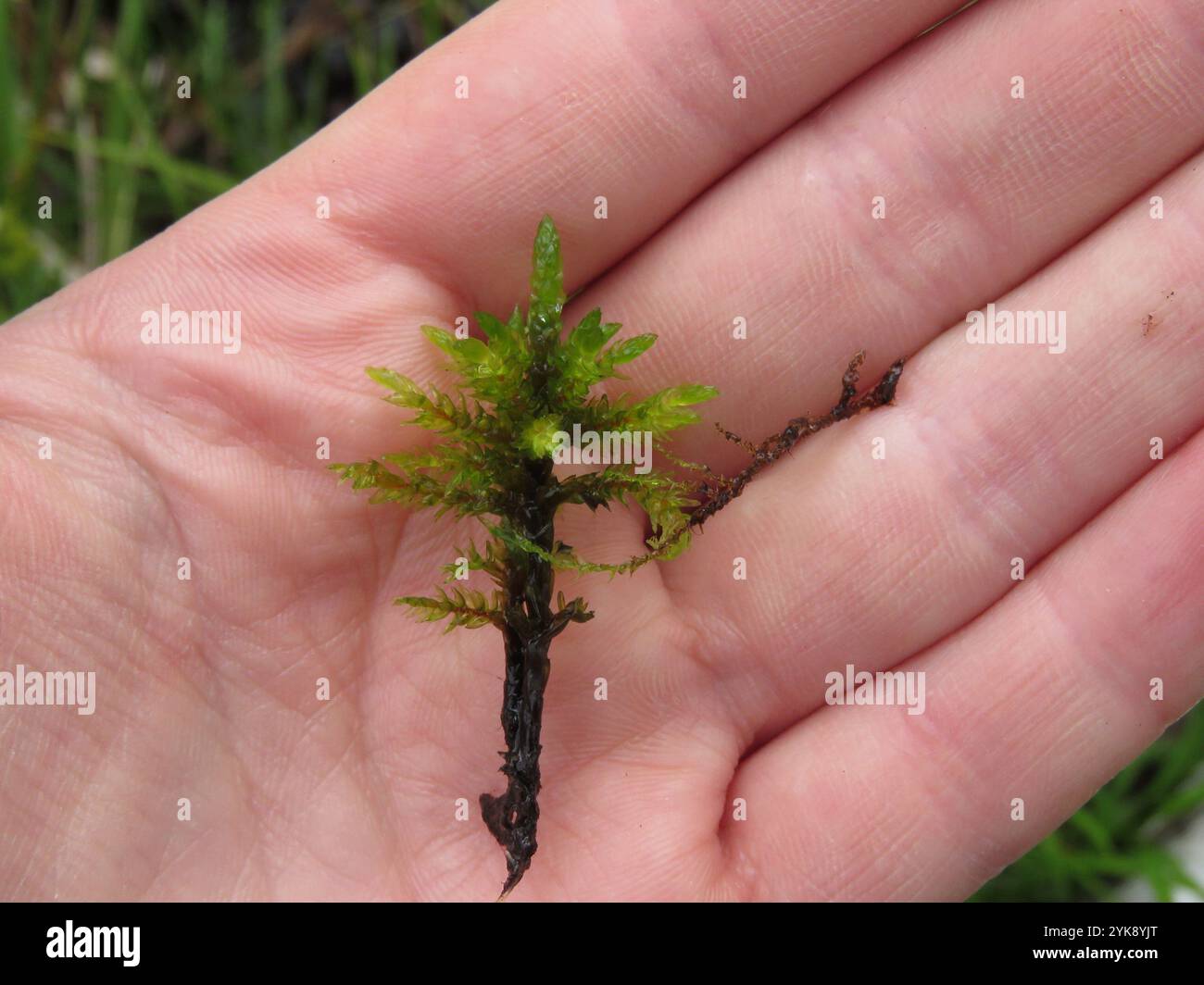 Climacium dendroides hi-res stock photography and images - Alamy