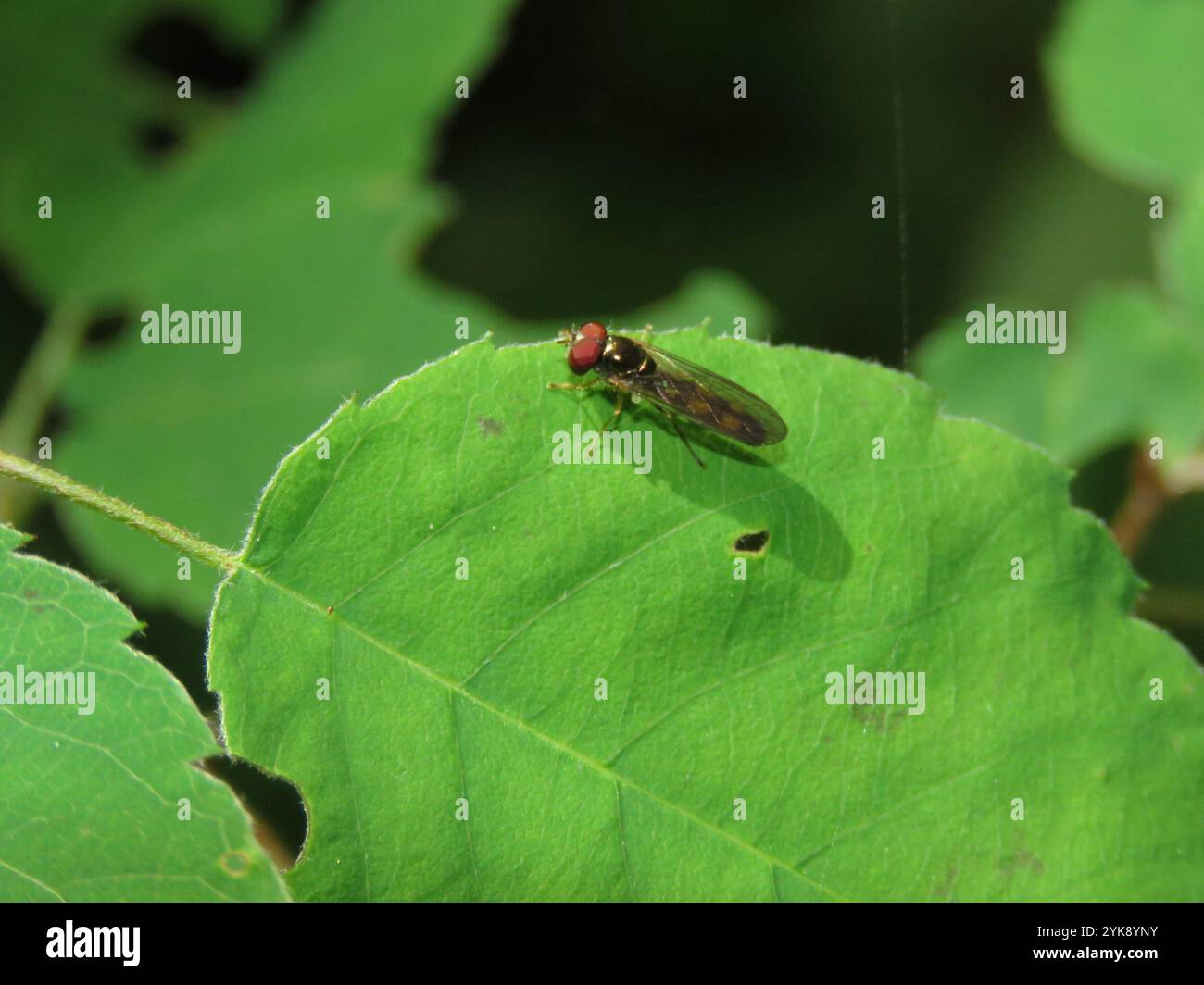 Variable Duskyface Fly (Melanostoma mellinum Stock Photo - Alamy