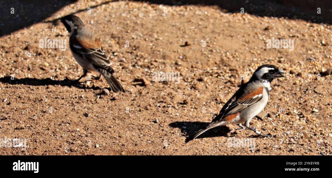Common Cape Sparrow (Passer melanurus melanurus Stock Photo - Alamy