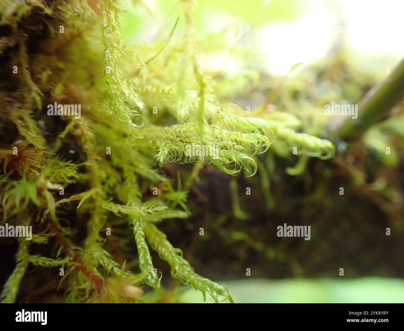 Sickle-leaved Hook-moss (Sanionia uncinata Stock Photo - Alamy