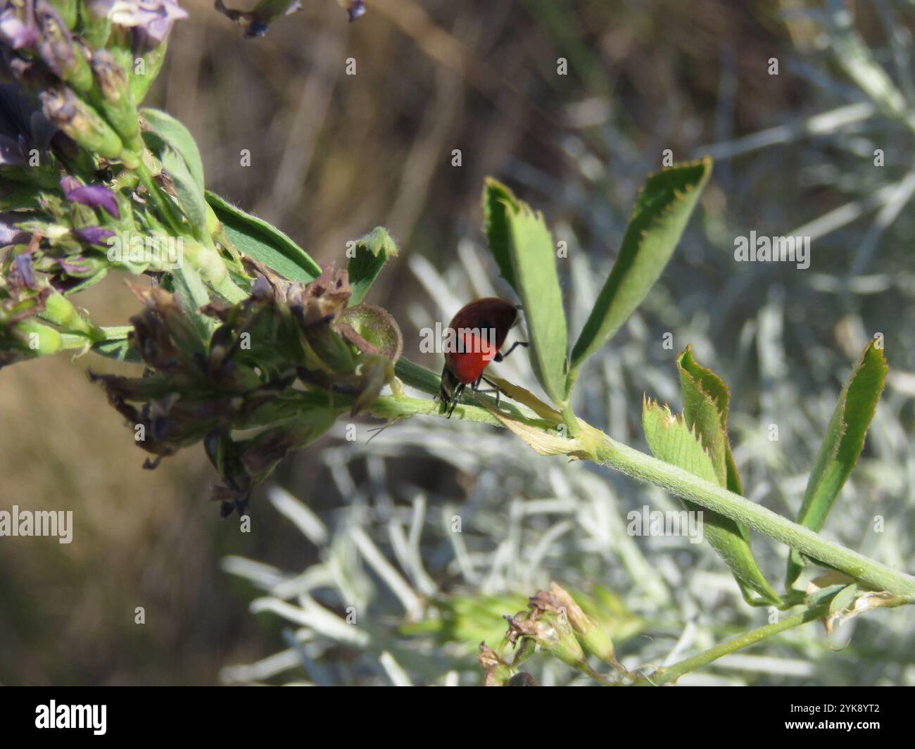 Transverse Lady Beetle (Coccinella transversoguttata Stock Photo - Alamy