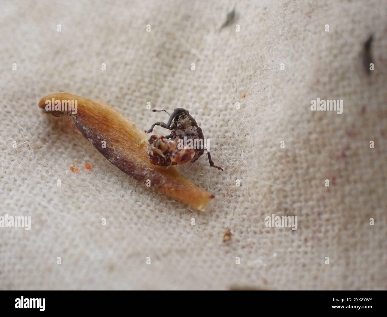 Punctate Minute Seed Weevil (Glocianus punctiger Stock Photo - Alamy