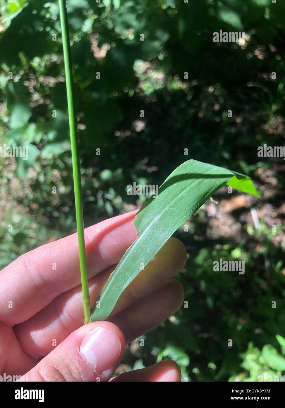 bull crowngrass (Paspalum boscianum Stock Photo - Alamy