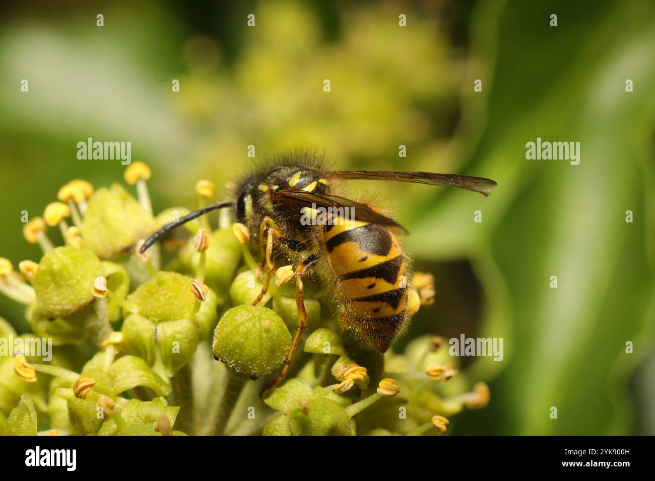 Common European Yellowjacket (Vespula vulgaris Stock Photo - Alamy