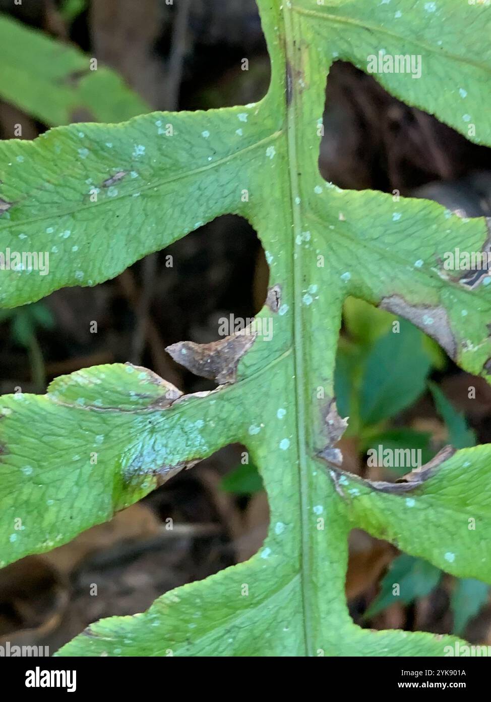 netted chain fern (Woodwardia areolata Stock Photo - Alamy