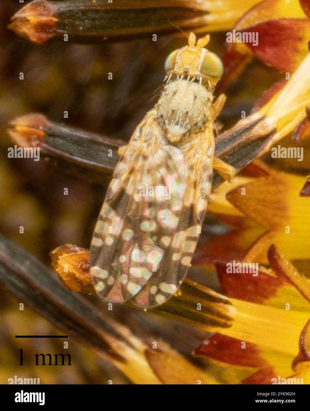 Sunflower Seed Maggot (Neotephritis finalis Stock Photo - Alamy