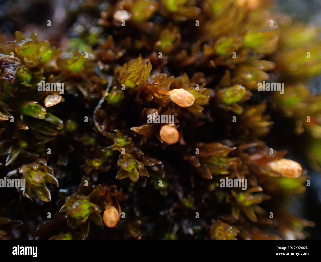 Hooded Bristle-moss (Orthotrichum cupulatum Stock Photo - Alamy