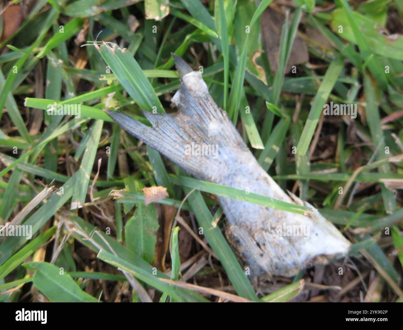 Common Mullets (Mugil Stock Photo - Alamy