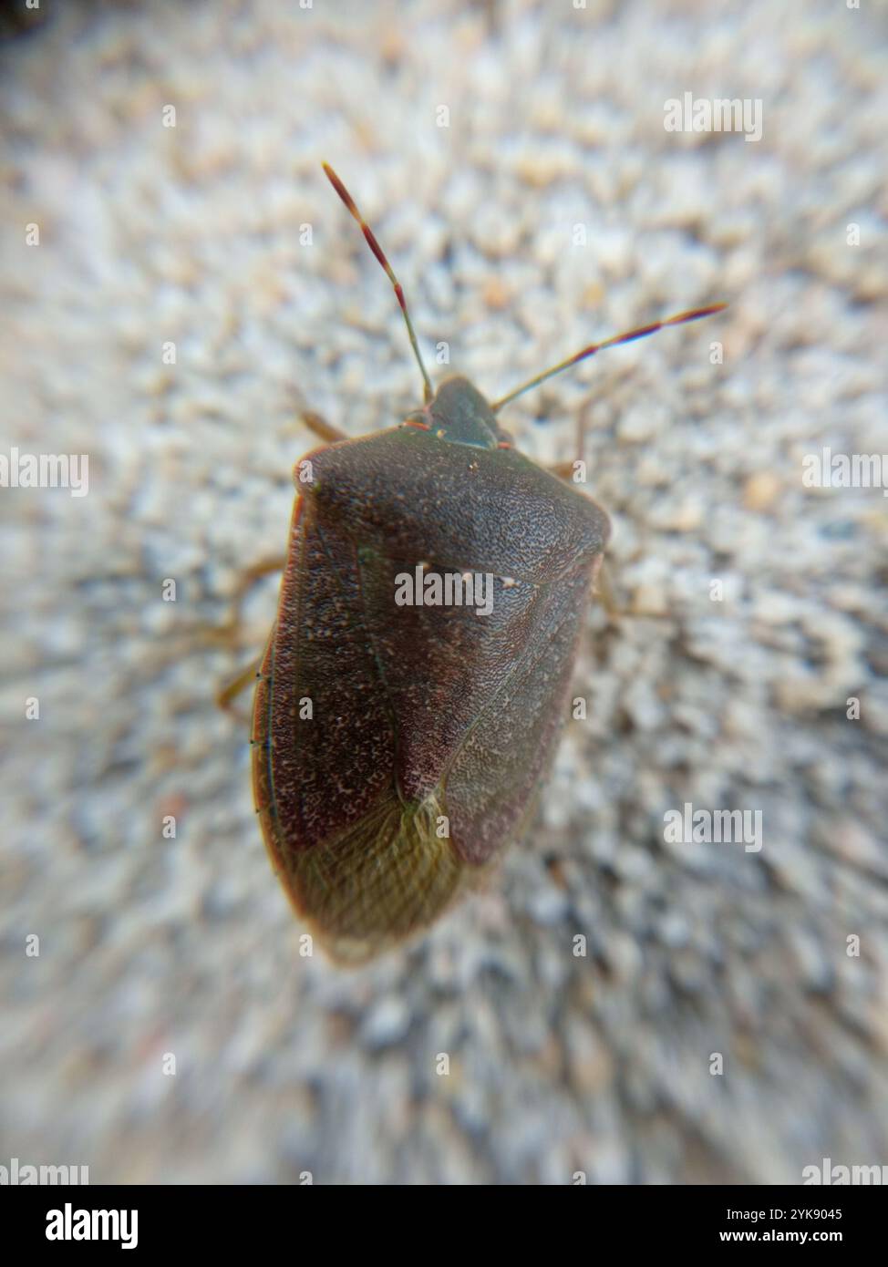 Southern Green Stink Bug (Nezara viridula Stock Photo - Alamy