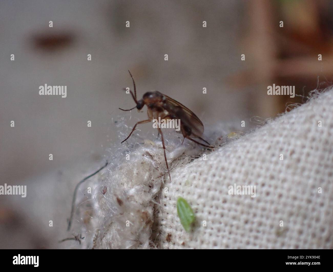 Fungus Gnats and Gall Midges (Sciaroidea Stock Photo - Alamy