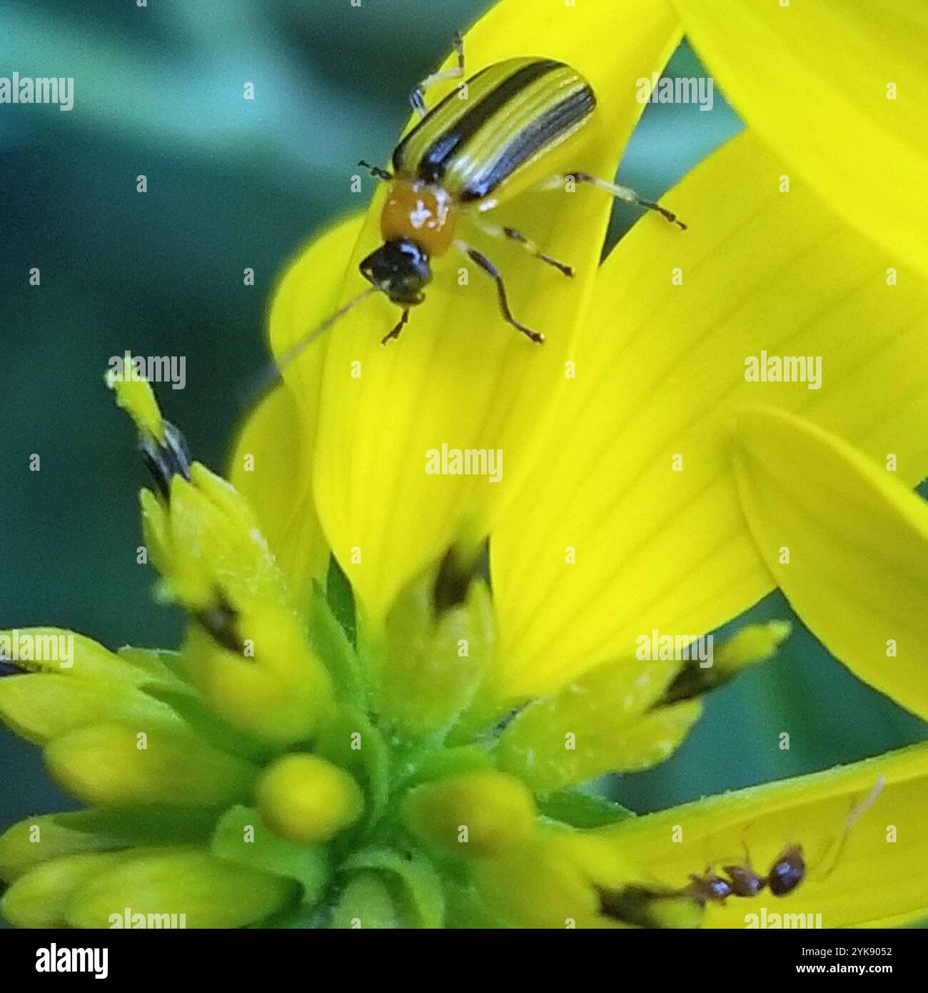 Striped cucumber beetle hi-res stock photography and images - Alamy