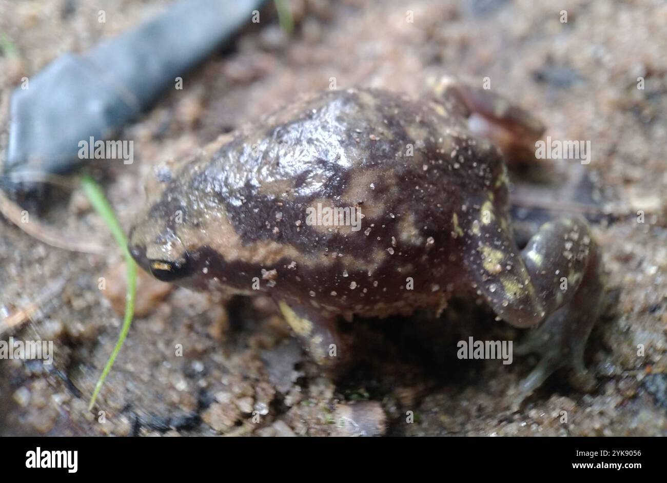 Marbled balloon frog (Uperodon systoma Stock Photo - Alamy
