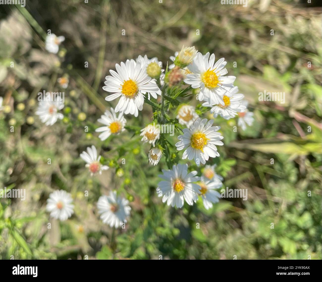 hairy white oldfield aster (Symphyotrichum pilosum Stock Photo - Alamy