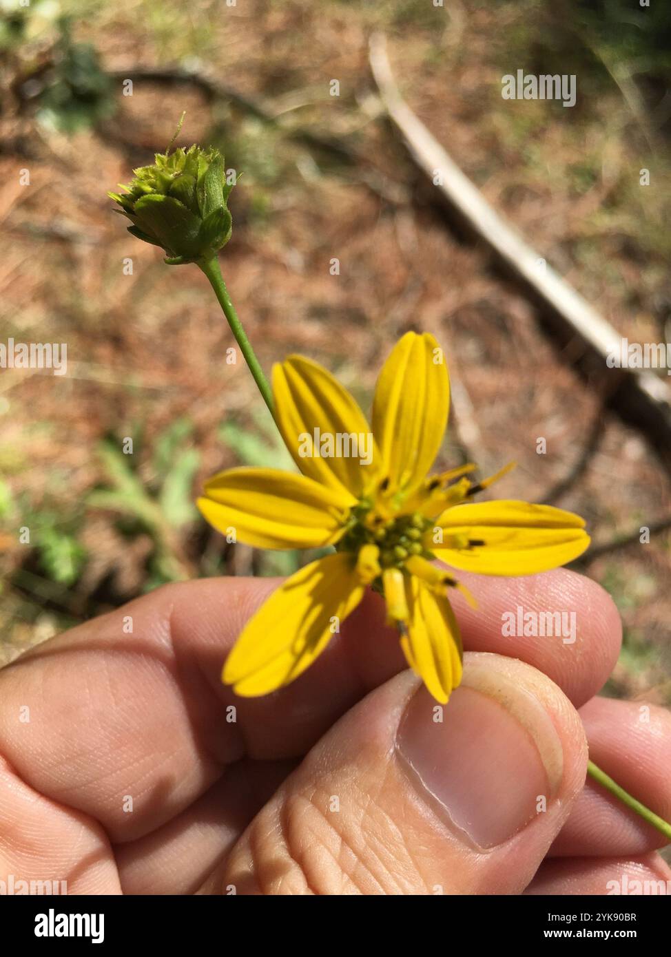 Kidney-leaf Rosinweed (Silphium compositum Stock Photo - Alamy