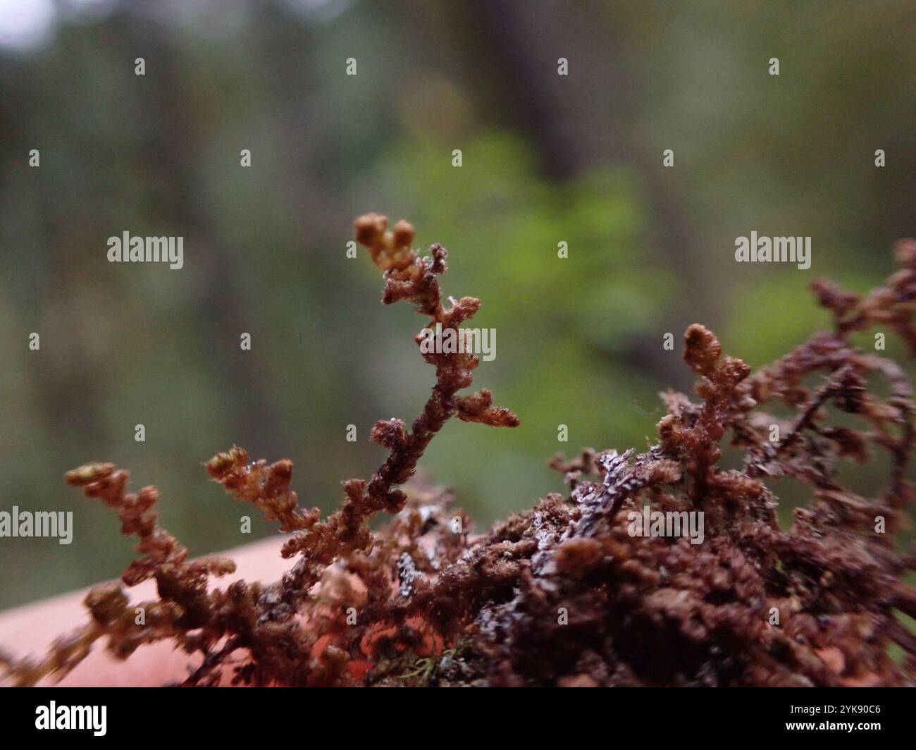 Northern Naugehyde Liverwort (Ptilidium ciliare Stock Photo - Alamy