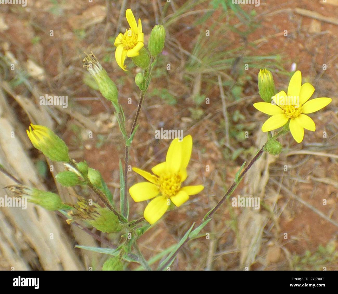 Pineland Silkgrass (Pityopsis aspera Stock Photo - Alamy