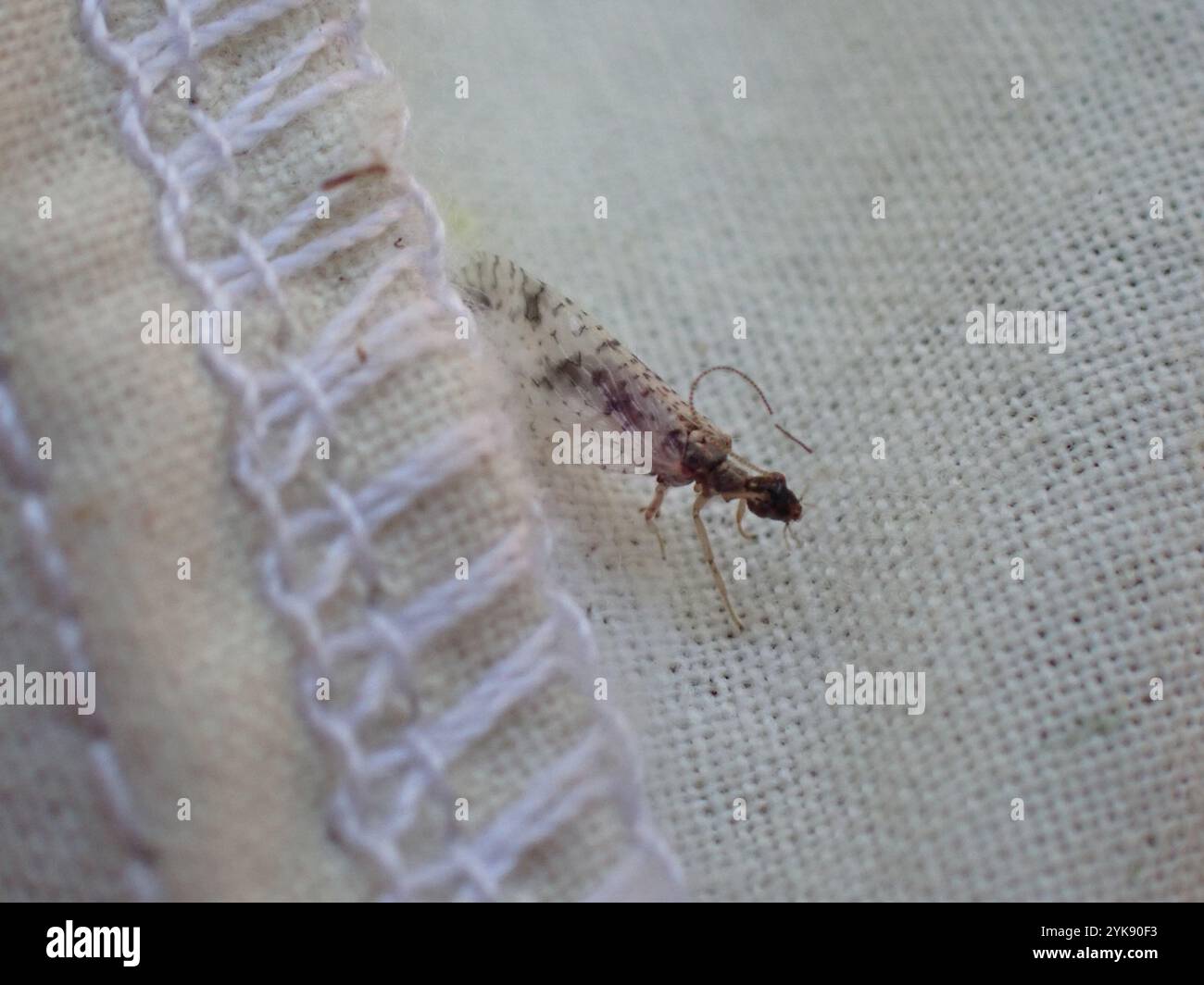 Micromus variegatus hi-res stock photography and images - Alamy