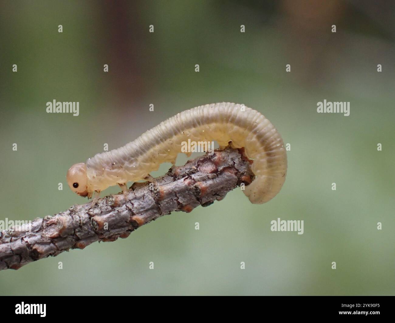 Sawflies, Horntails, and Wood Wasps (Symphyta Stock Photo - Alamy